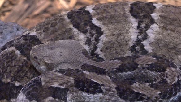 West Texas Critters: How to Handle Them | myfoxzone.com